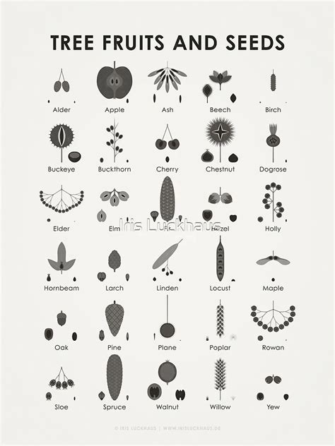 Tree Nut Identification Chart Nuts Around My Farm The Martha Stewart