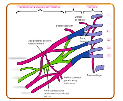 Diagrama de Sesión 5 Plexo braquial Quizlet
