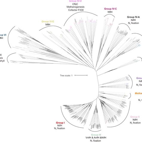 maximum likelihood phylogenetic tree of non redundant nitrogenase