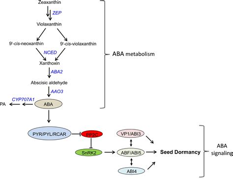 Abscisic Acid Seed Dormancy
