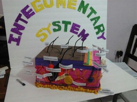 The Integumentary System Model Science Projects School Projects Integumentary System Project