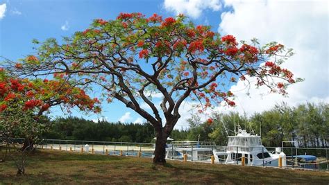 Premium Photo Trees On Field