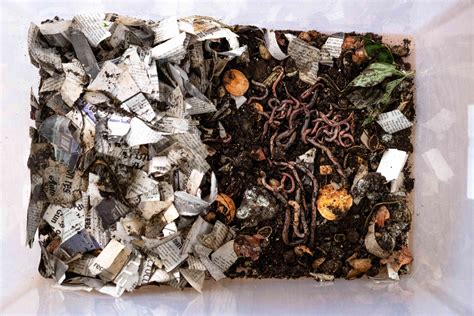 Vermicomposting Step By Step Guide