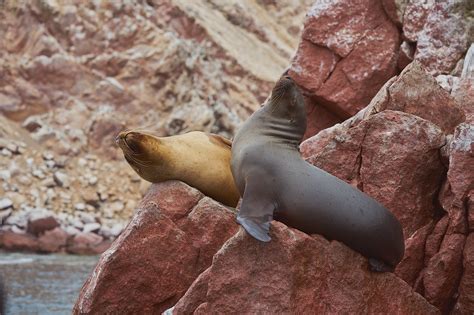 Más De 3 000 Imágenes Gratis De Paracas Peru Y Peru Pixabay