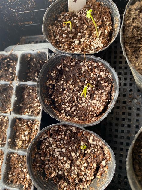きゅうりの植替え、唐辛子と茄子の発芽など ★一日一嬉★ 栽培記録ときどき趣味