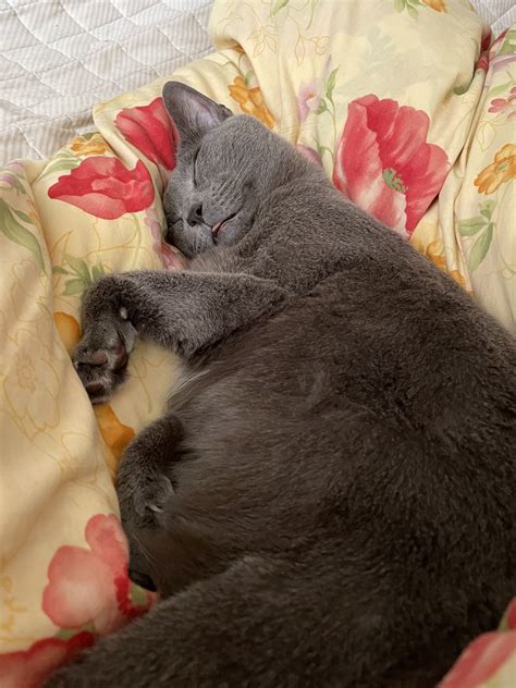 おうつちのねこ 舌を出して寝ておる 」おうつちのイラスト