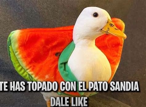 Paracetamor On Twitter