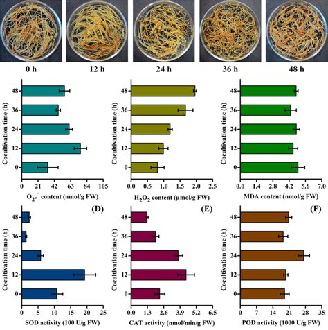 Contents Of O2• A H2o2 B And Mda C Together With Antioxidant