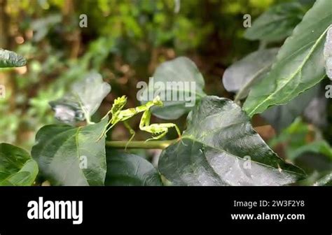 Flower Mantises Are Those Species Of Praying Mantises That Mimic