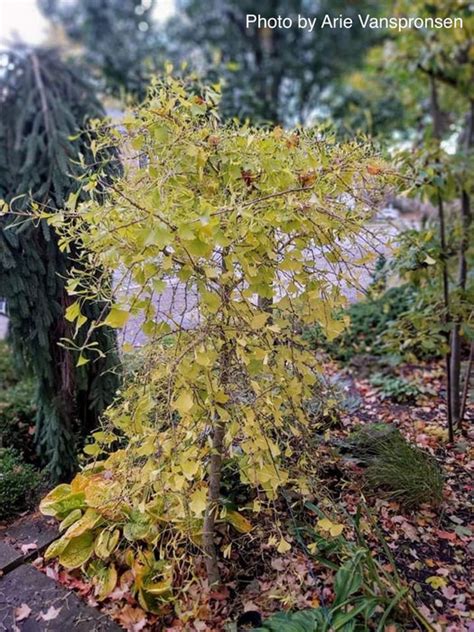 Buy Ginkgo Biloba Weeping Wonder Weeping Ginkgo Tree — Mr Maple │ Buy