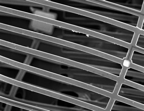 Tissue Electronics Interface Dvir Lab