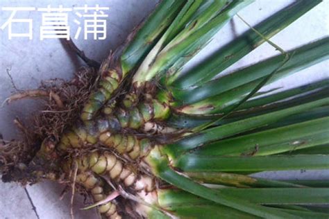 The Difference Between Acorus Tatarinowii And Acorus Calamus Hybridus The Plant Aide