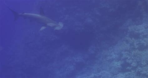 Hummer Head Shark 4k Spotted Beside The Coral Reef Of The Red Sea Of