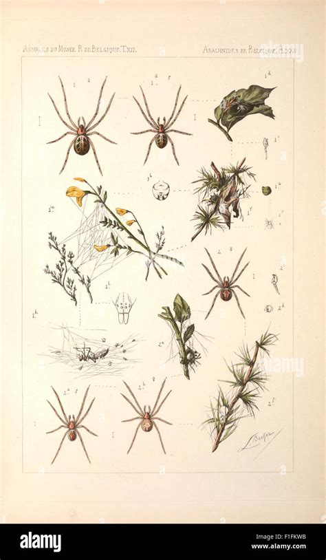 Les Arachnides De Belgique Is A Detailed Work On The Arachnids Of