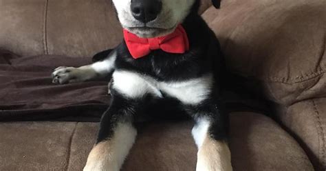 Dapper Puppy Album On Imgur