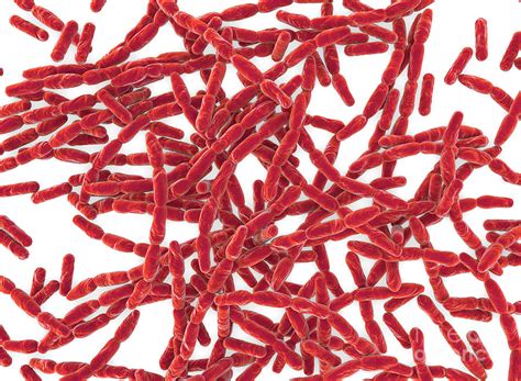 Anthrax Bacteria Photograph By Roger Harrisscience Photo Library