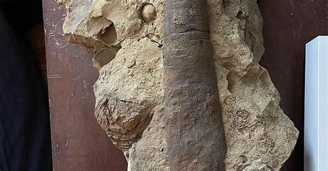 Orthoconic Straight Shelled Nautiloid Album On Imgur