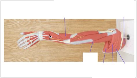 Muscles Diagram Quizlet