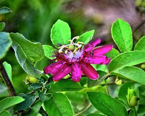 Lady Margaret Passion Flower Photograph By Carol Bradley Fine Art America