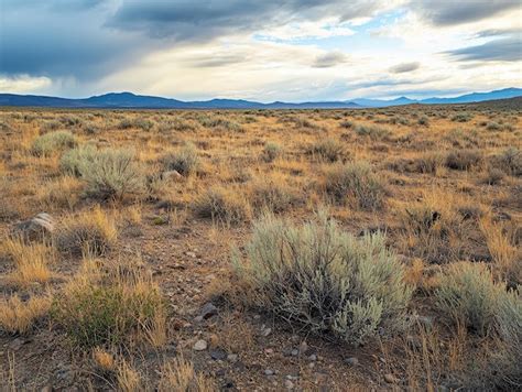 High Desert With Sparse Vegetation Premium Ai Generated Image