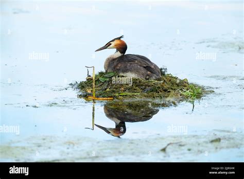 Great Crested Grebe Podiceps Cristatus Adult Sitting On Floating Nest