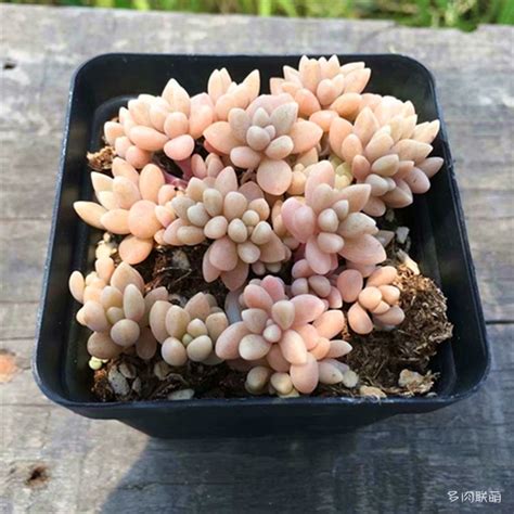 姬秋丽怎么养 多肉联萌