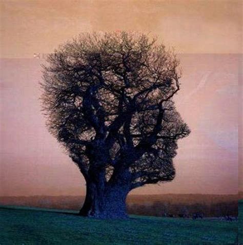 Strange Trees Growing In Strange Places 55 Pics