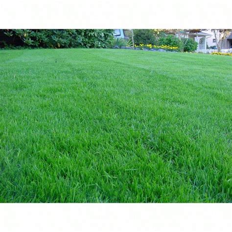 High Germination Rate New Kentucky Blue Grass Seeds 500grams 350 000