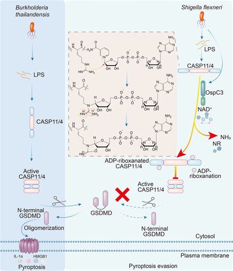 Pyroptosis Evasion Strategy Of S Flexneri Ospc3 Suppresses The Download Scientific Diagram