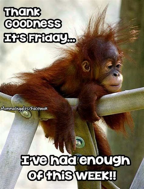 162 Best Friday Humor Images On Pinterest