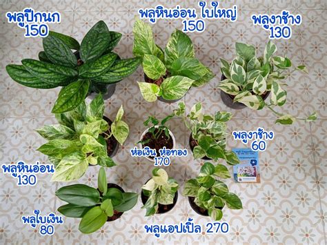 ☘️พลู ใบเงิน พลู งาช้าง กระบองเพชร มหาสนุก