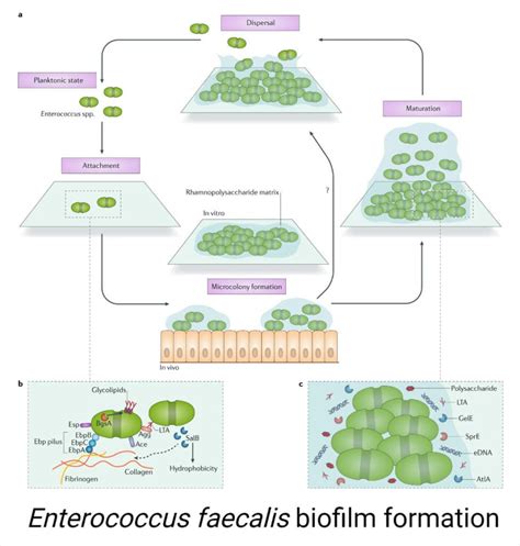 Enterococcus Faecalis Vs Faecium