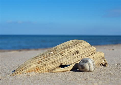 Free Images Beach Sea Coast Water Sand Rock Wood Shore Lake