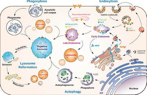 Lysosome Function Structure Diagram And Storage Disea