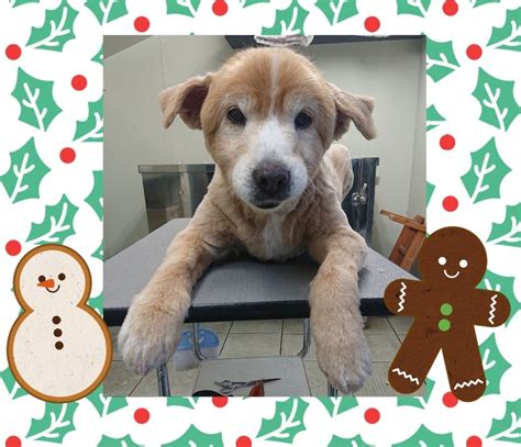 カール君 Kojirouのブログ