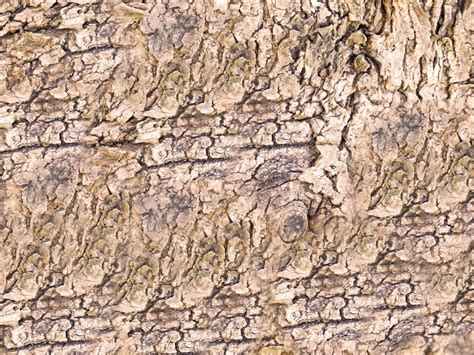 Tree Trunk Texture 42530183 Stock Photo At Vecteezy