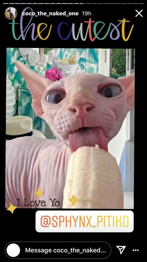 🐱💛🍌 Scrolller