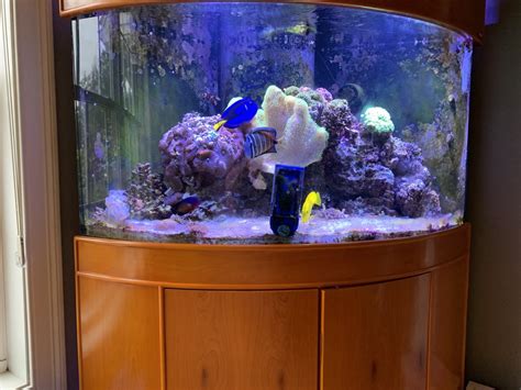 New Hampshire Tank Tear Down Reef2reef Saltwater And Reef Aquarium