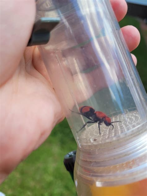 What Is This Tiny Microscopic Bug Rwhatsthisbug