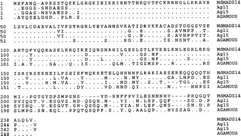 Deduced Amino Acid Sequence Of Mdmads14 And Alignment Clustal With