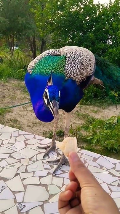 Innocent Bird ️🕊️ Innocentbird Newshorts Shortviral Birds Peocock