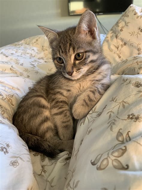 Котис Отис Пикабу