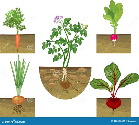 Set Of Different Vegetables Plant Showing Root Structure Below Ground Level On White Background