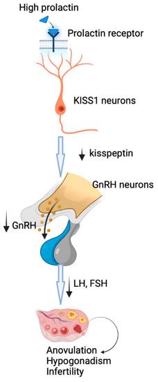 Prolactin Relationship With Fertility And In Vitro Fertilization