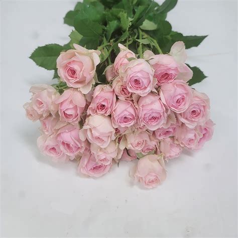 a170 구해줘 꽃