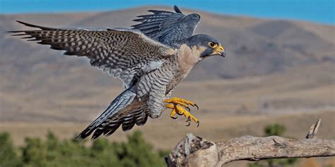 Falcon - Information, egenskaper och nyfikenheter