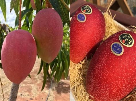 Most Expensive Mango In World जगातील सर्वात महागडा आंबा एवढ्या पैशात