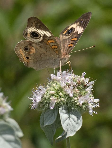 Common Buckeye Alabama Butterfly Atlas
