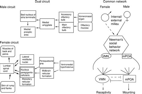Two Contrasting Models Of The Neural Mechanisms Underlying Sexual Download Scientific Diagram