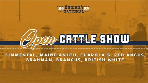 Simmental Show Cattle